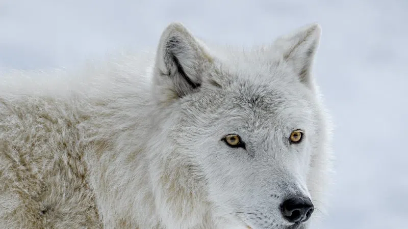 ICE agent who shot Renee Good suffered internal bleeding, officials say ...