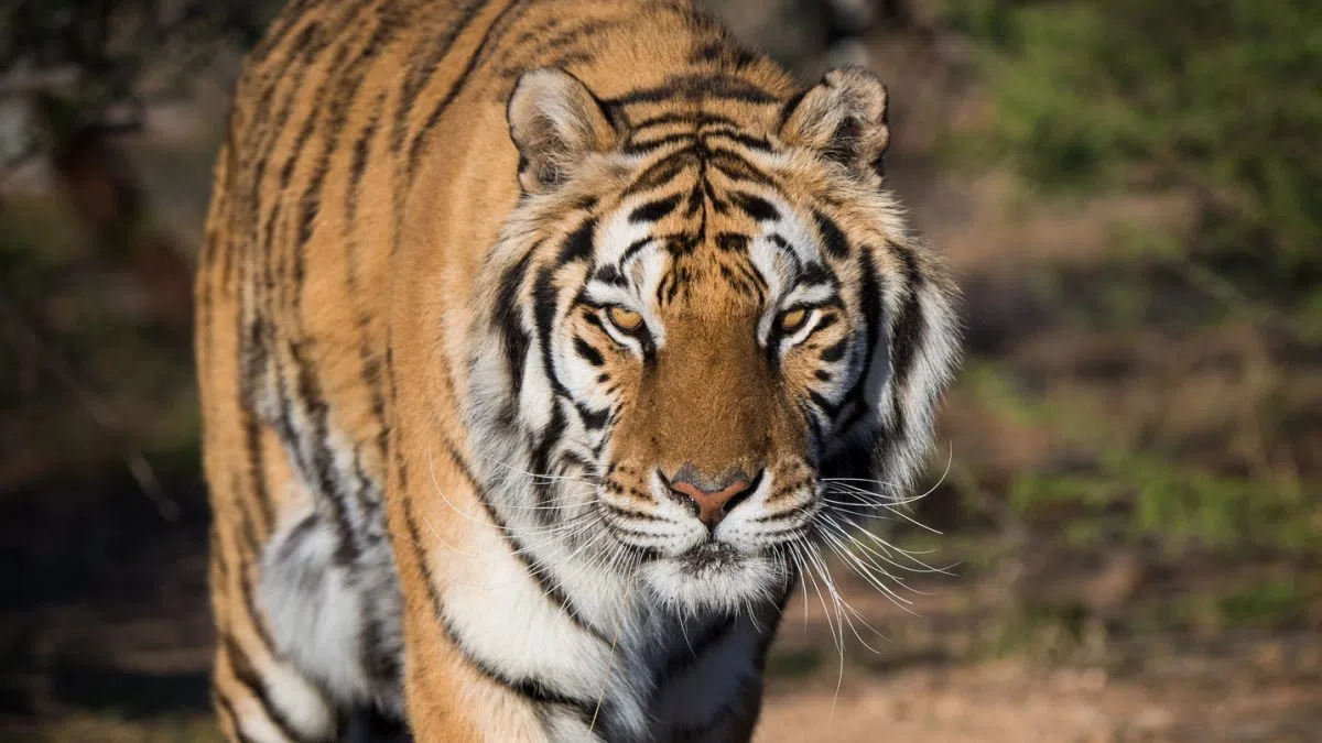 Man Arrested After Police Discover 7 “Emotional Support” Tigers Roaming Property | Y94
