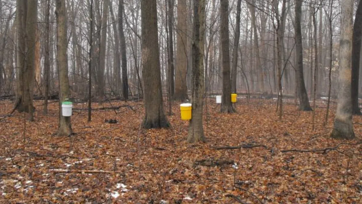 Conservation District’s MAPLE SYRUP FEST Set for Sunday, March 17th at ...