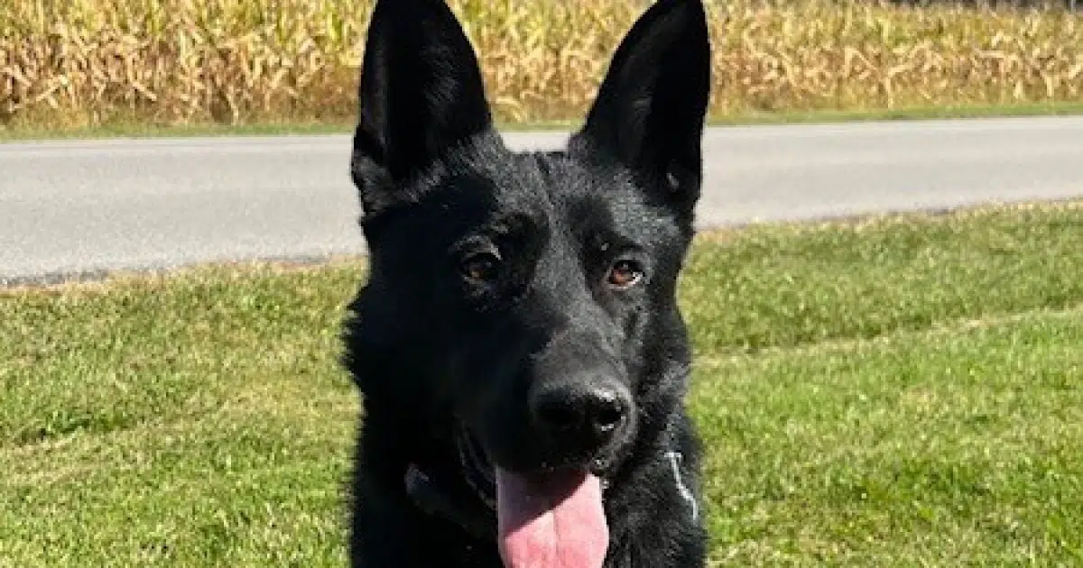 Indiana State Police K9 Jett to Get Donation of Body Armor | Vermilion ...