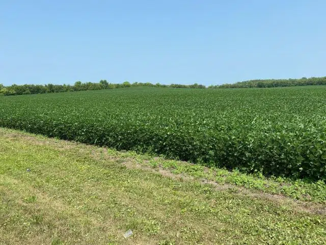 Dangerous New Fungus Found in Illinois Soybean Fields | Vermilion ...