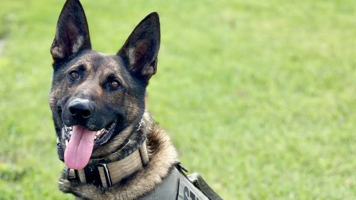 Illinois State Police K9 Loki Has Received Donation Of Body Armor