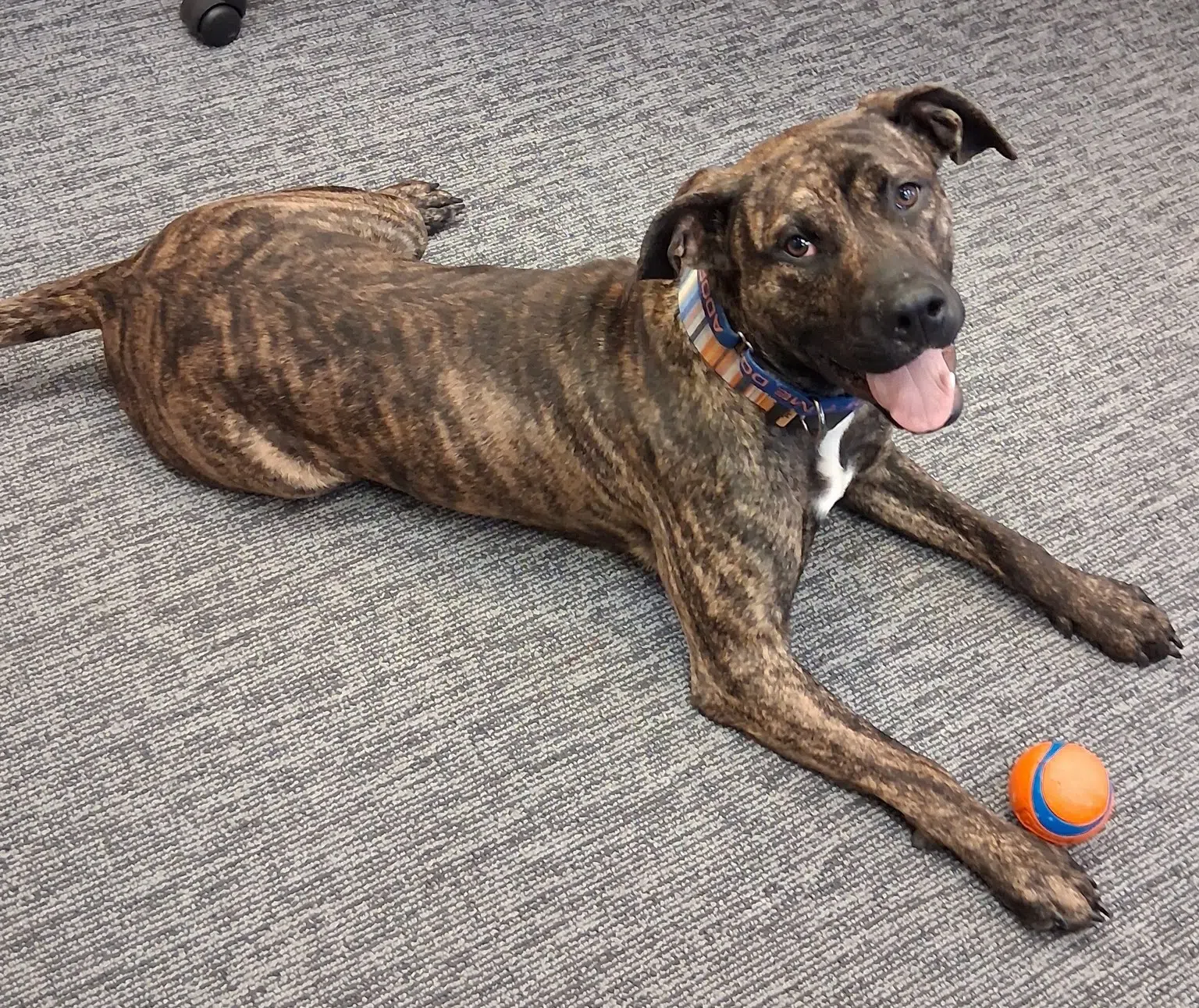 Vermilion Co Animal Shelter Joins BISSELL Pet Foundation to Bring ...