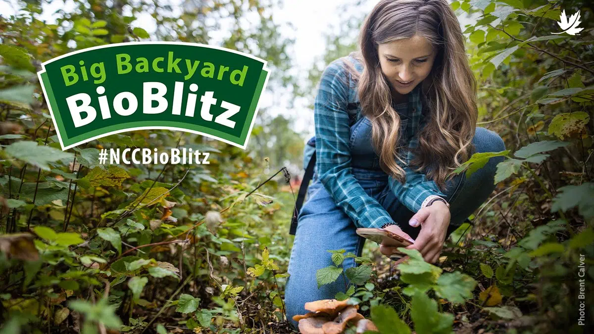 NCCC Inviting Residents To Participate In The 2021 Big Backyard ...