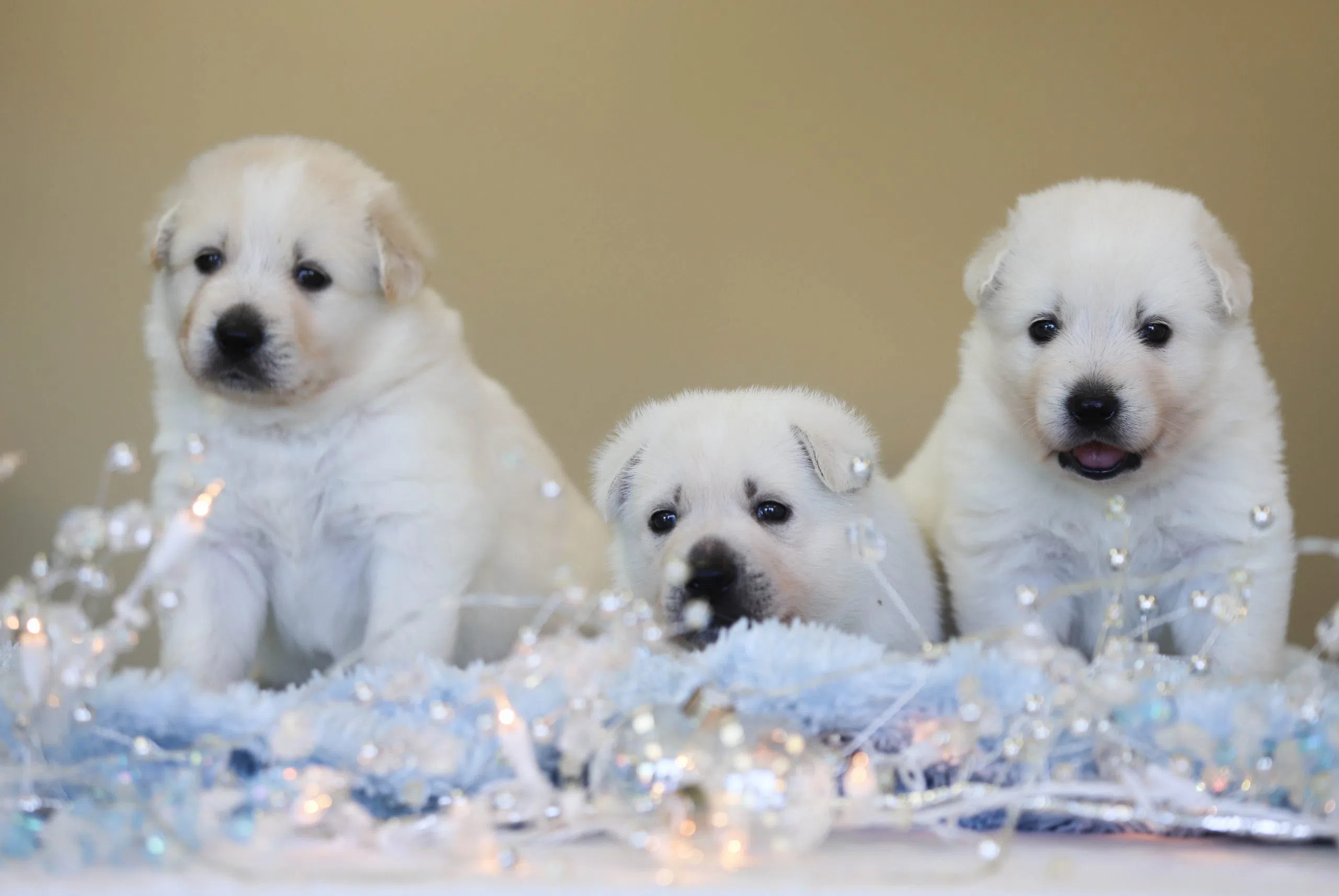 OSPCA kicks off its iAdopt for the Holidays campaign | Bayshore ...