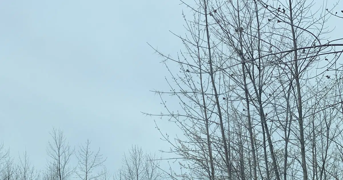 Owen Sound Leaf, Yard Waste Compost Site Closed This Week | Bayshore ...