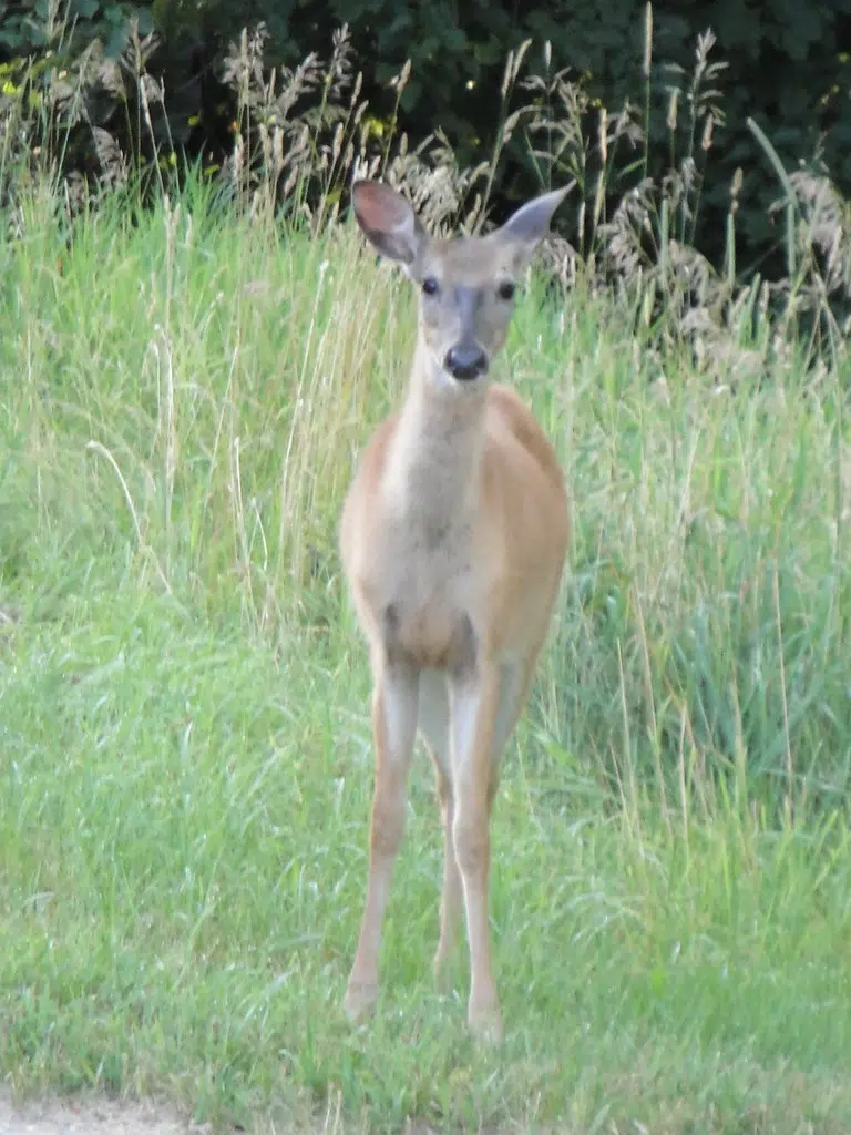 South Bruce OPP Responded To Nearly 50 Deer Collisions So Far This ...