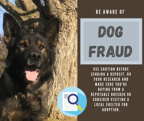Saugeen Shores Police Warn About Puppy Fraud | Bayshore Broadcasting ...