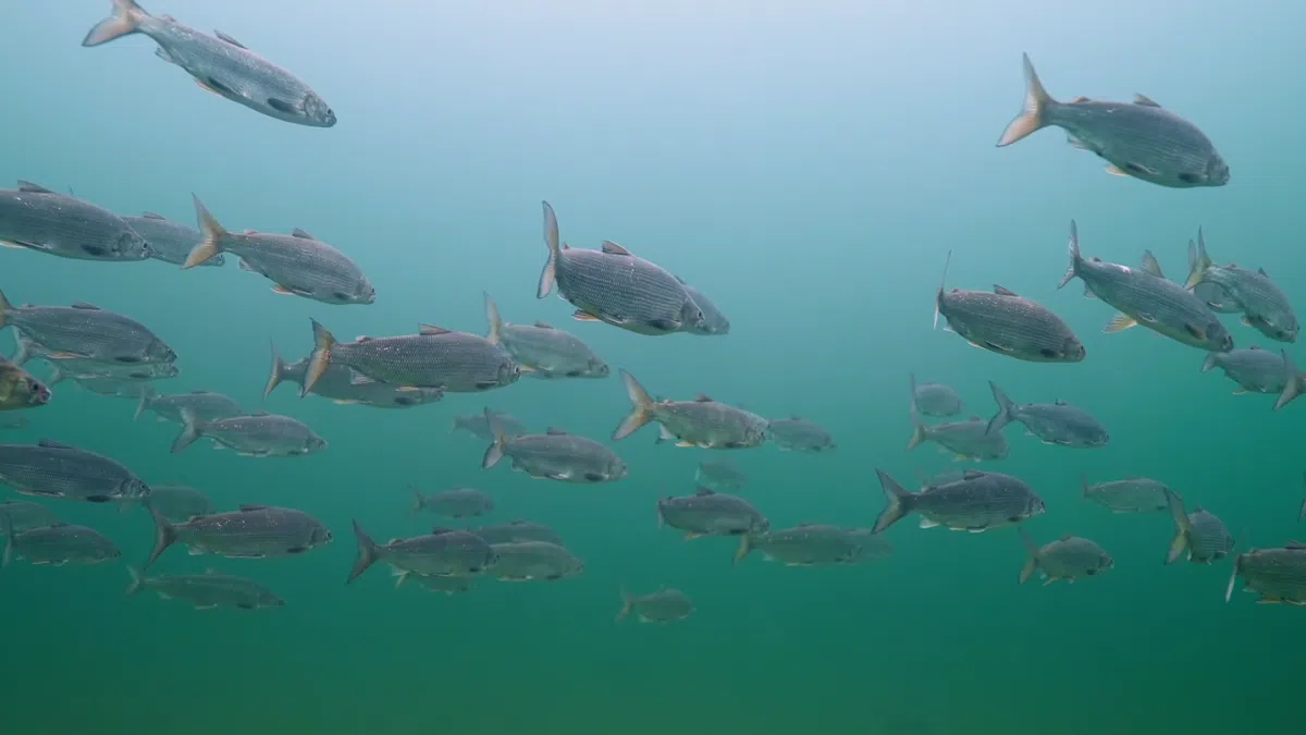 New Nature Documentary Featuring Lake Huron, Georgian Bay Airing ...