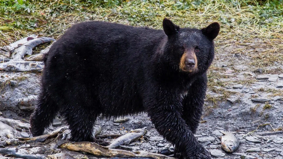Be Bear Wise and Prevent Bear Encounters | Bayshore Broadcasting News ...