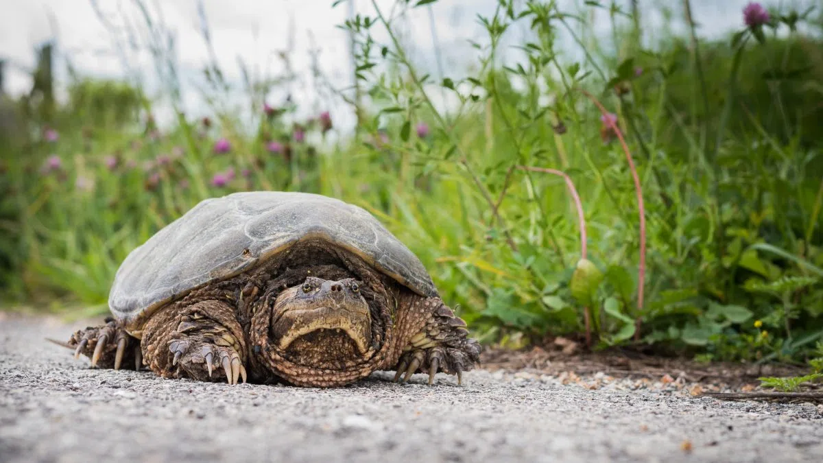 Watch Out For Turtles On Roads, It’s Nesting Season | Country 93