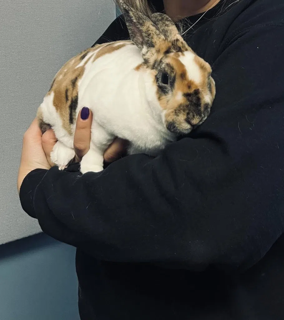 Mix Zoo-December 29th-Gilbert | Mix 106.5