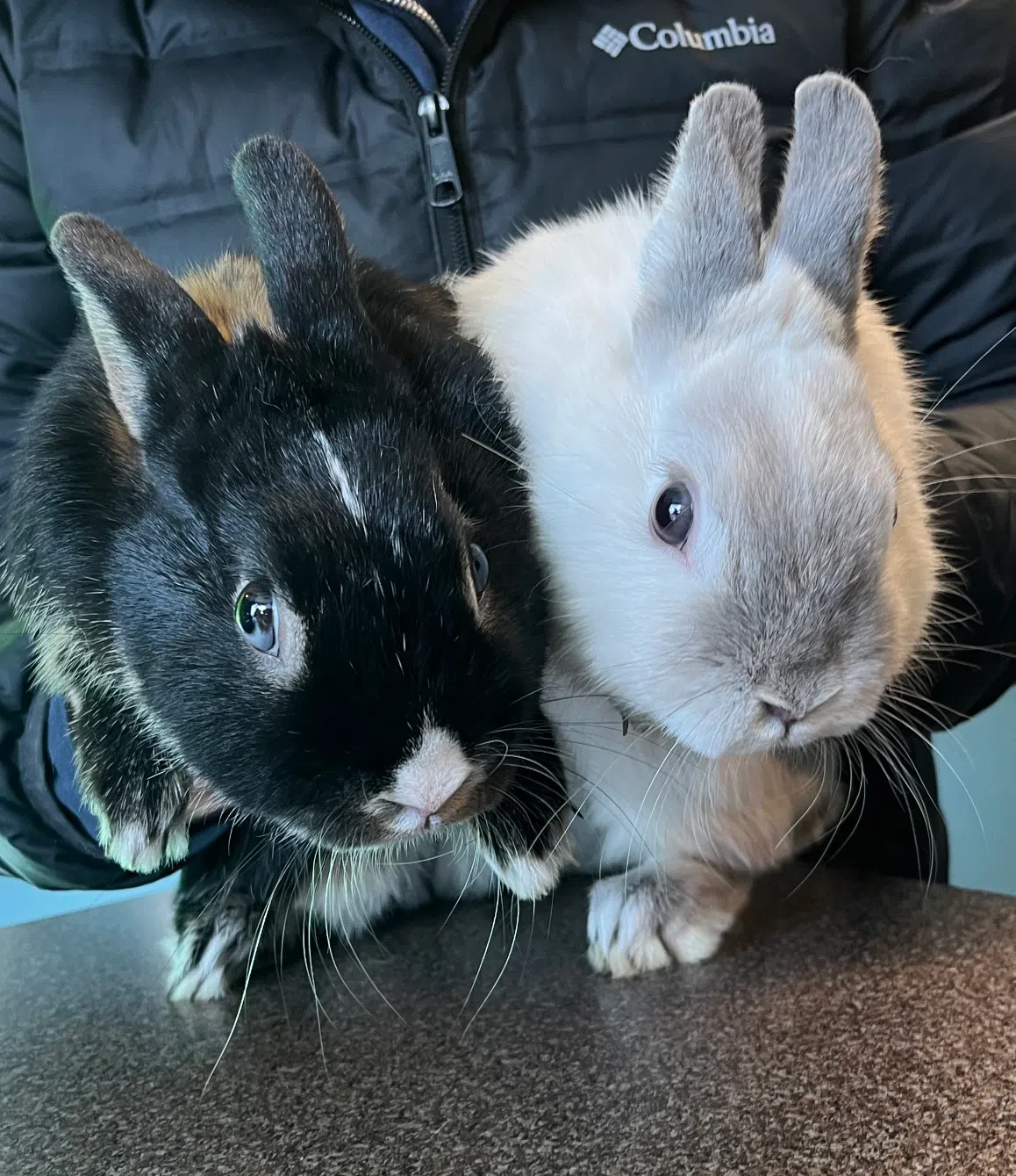 Mix Zoo – March 8th – Bunnies | Mix 106.5