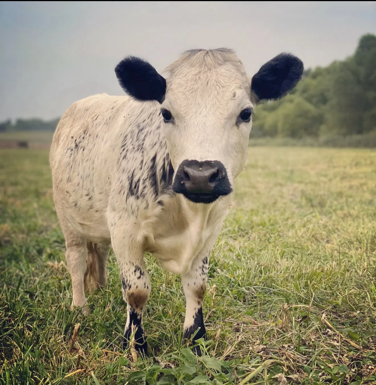 Mini Moo on Main Street coming Saturday | KVOE