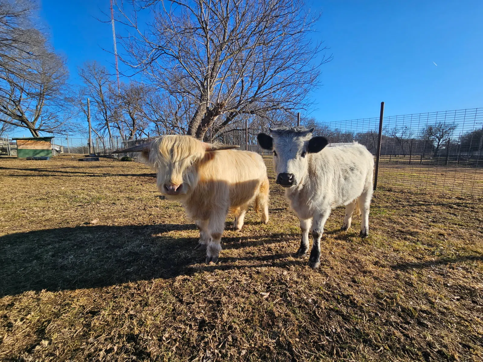 David Traylor Zoo adds White Dexter cow | KVOE