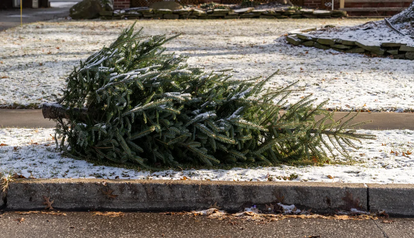 IDNR CHRISTMAS TREE RECYCLING | Decatur Radio
