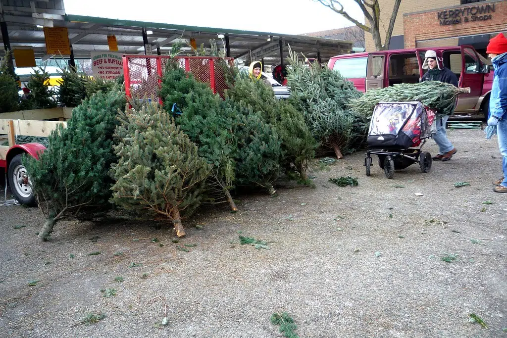 Christmas tree drop-offs open | KELO-AM