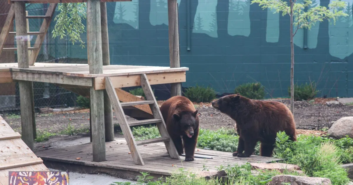 Watertown is on the lookout for bears | KELO-AM