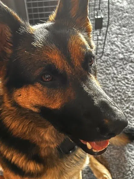 Time to brag about your pooch, it’s National Dog Day | KELO-AM