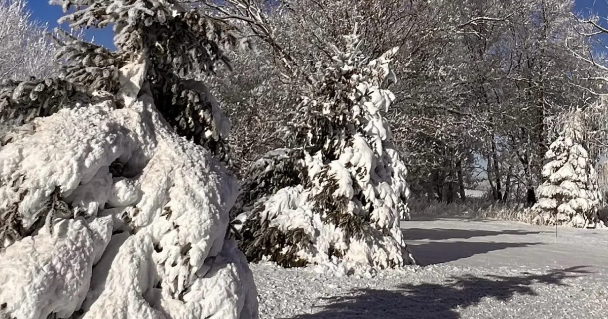 What to do with trees already heavy with snow as we prepare for more ...