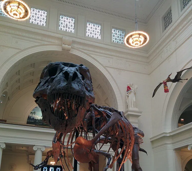 Estate battle in family that sold famous T-Rex found in South Dakota ...