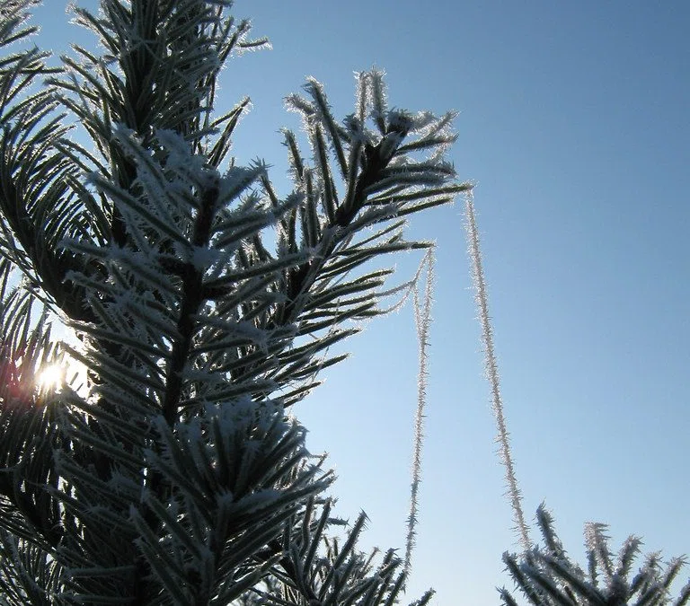 South Dakota state Christmas tree harvested, ready to grace Capitol ...