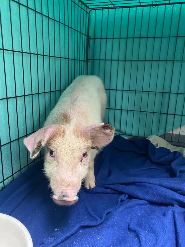 SFFR, Animal Control team up to rescue pig from Big Sioux River | KELO-AM