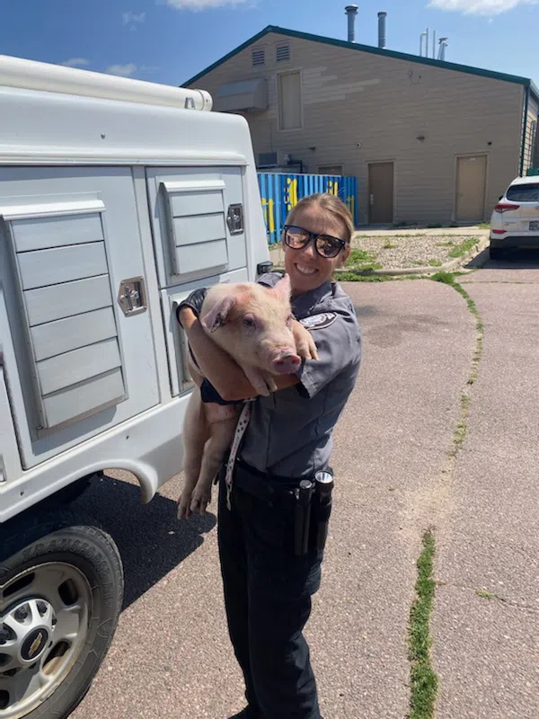 SFFR, Animal Control team up to rescue pig from Big Sioux River | KELO-AM