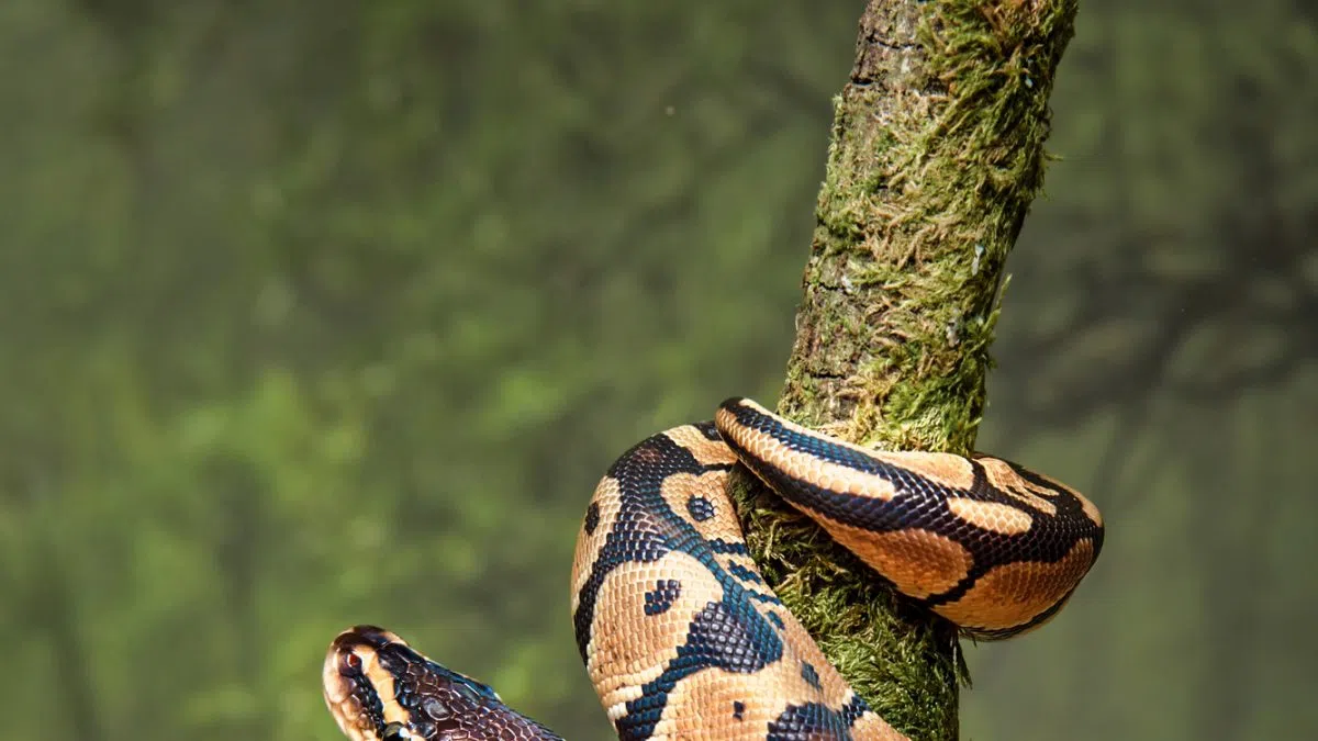 Illegal snake bites a Sioux Falls Man | KELO-AM