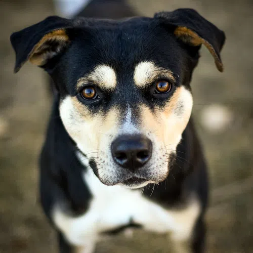 Loki Is The KTWB Pet Of The Week | KTWB Big Country 92.5