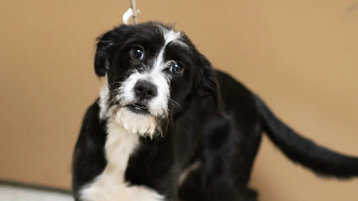 the KTWB Pet Of The Week: Herbert | KTWB Big Country 92.5