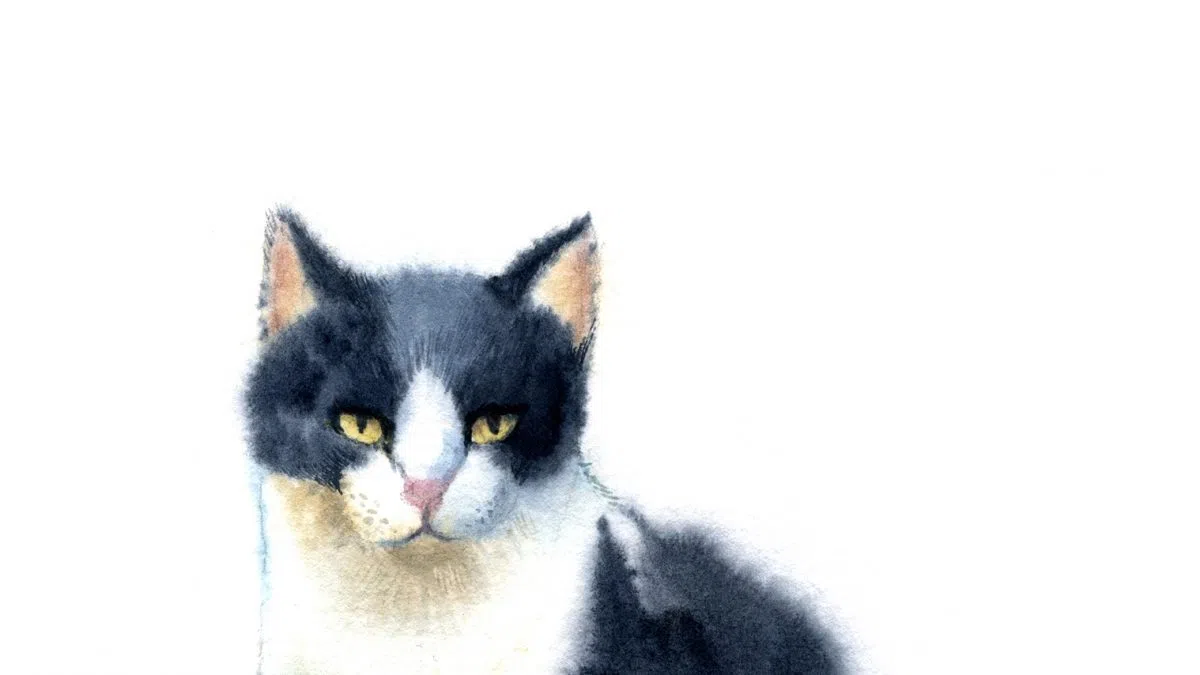 Hawk’s Highlights – Flow (2024) | KTWB Big Country 92.5