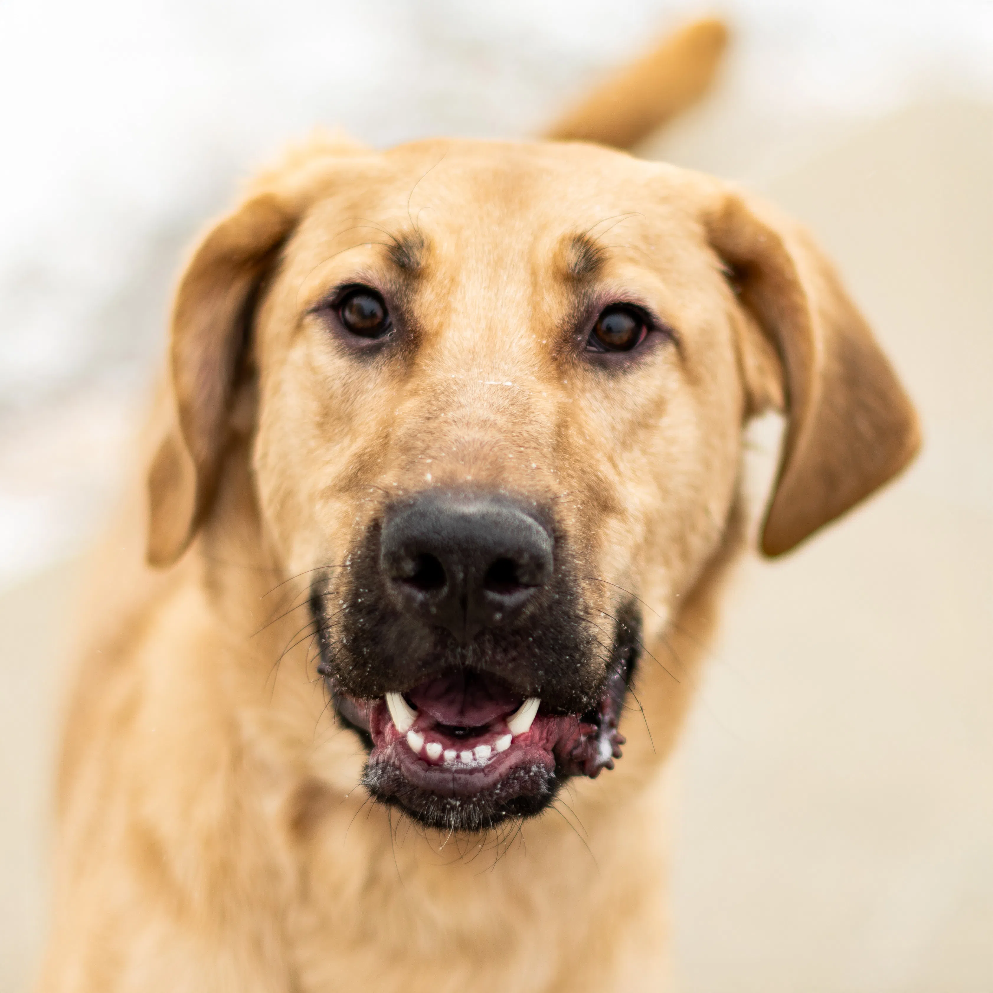 The Pet Of The Week is Henry | KTWB Big Country 92.5