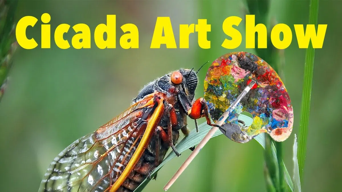 IDNR seeking entries for cicada-themed art show | MyRadioLink.com