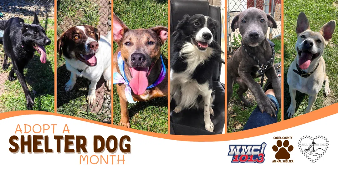 Adopt a Shelter Dog Month | MyRadioLink.com Adopt a Shelter Dog Month | MyRadioLink.com