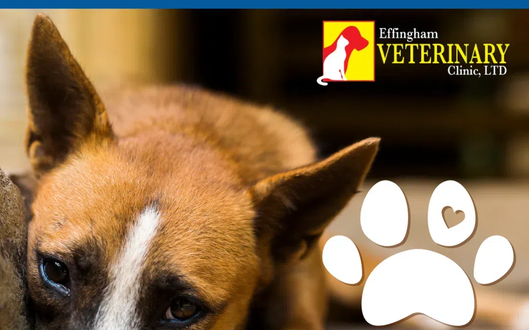 Missing Dog | Effingham Radio