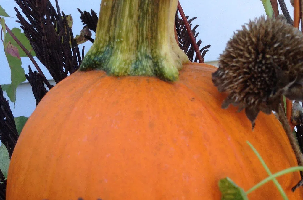William Tell Elementary Students are hoping for a Great Pumpkin in ...