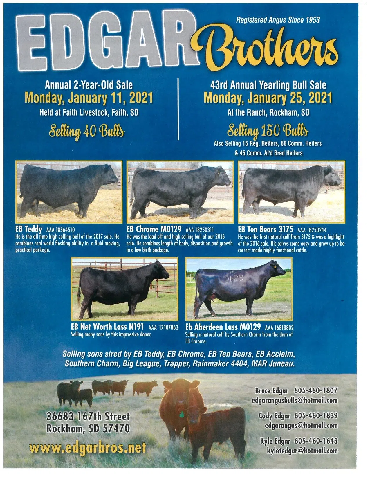 Edgar Bros. Bull Sale | DRGNews