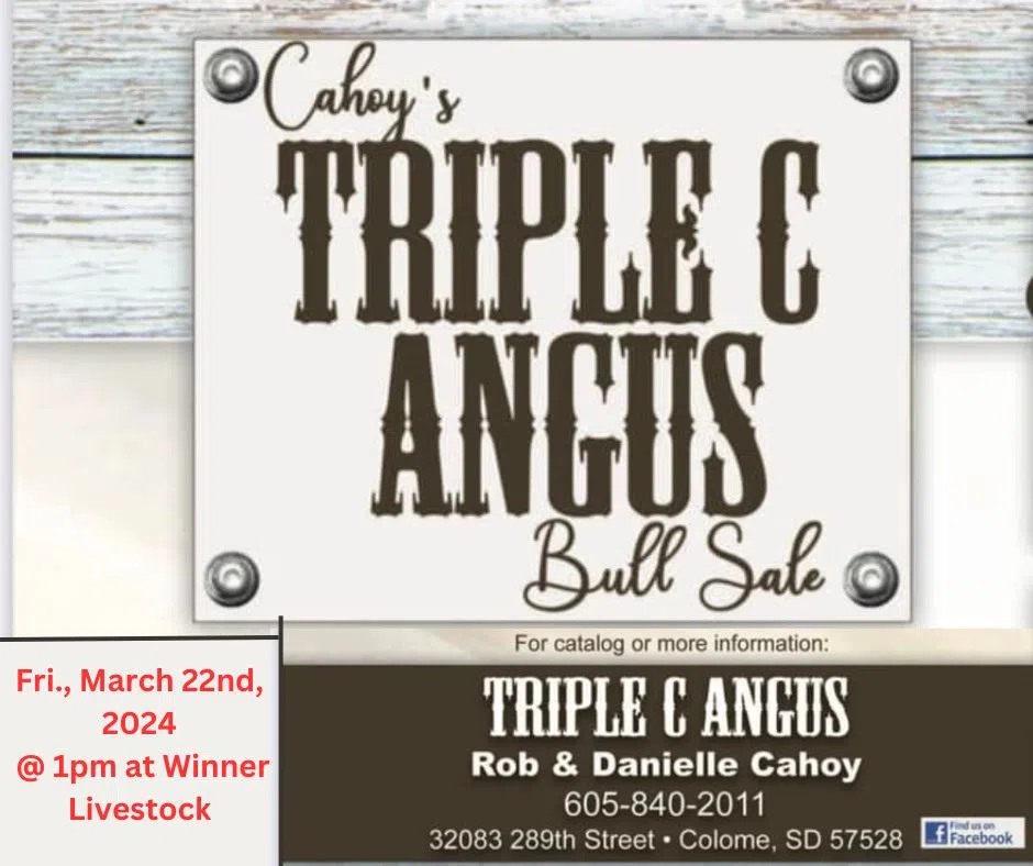 Cahoy's Triple Angus Bull Sale | DRGNews
