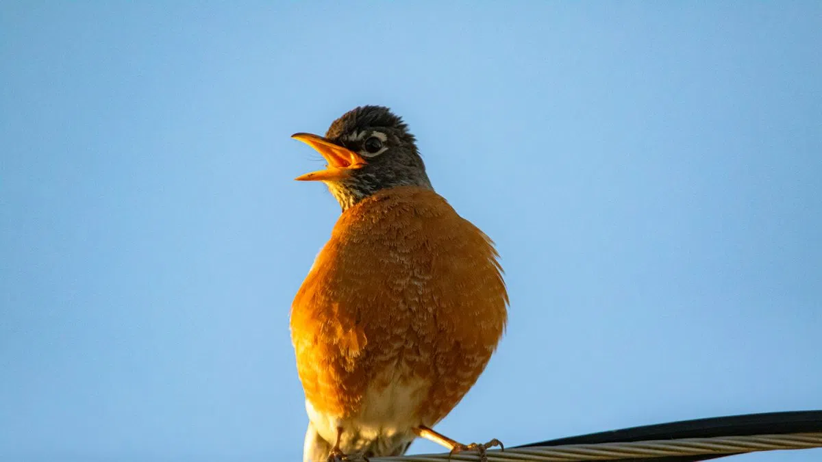 Prizes awarded in second Nebraska Birding Bowl | 1340 KGFW - The ...