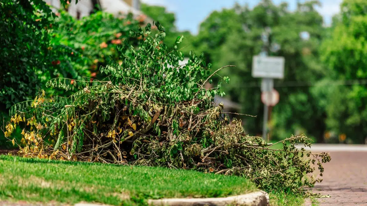 City of Decatur reminds residents of guidelines for storm debris pickup ...