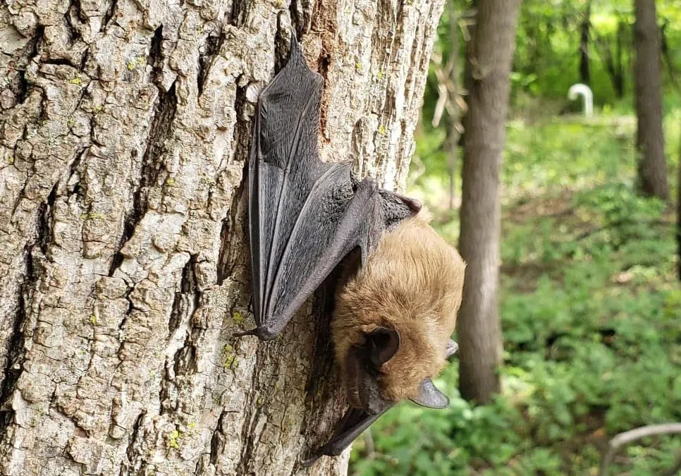 Macon County Conservation District going batty for Bat Appreciation Day ...