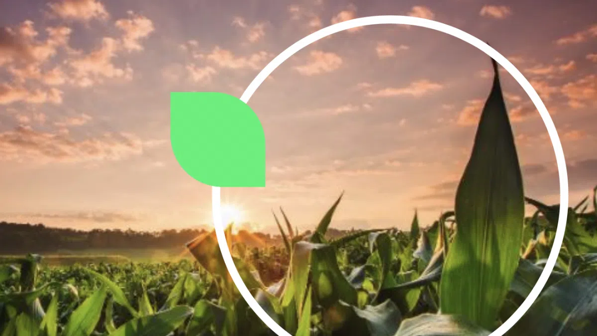 Primient | NowDecatur.com