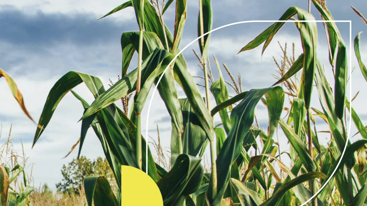 Primient releases 2023 Impact Report | NowDecatur.com