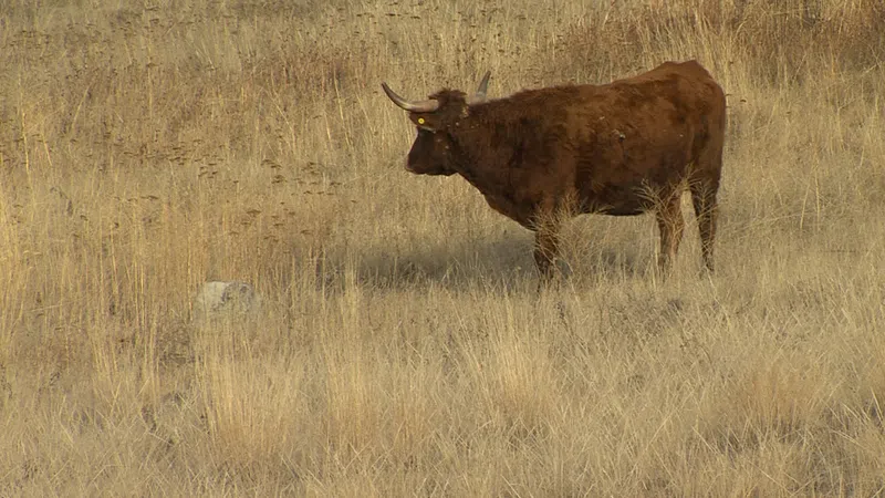 Former Merritt-area MLA’s suit against province over weed control ...