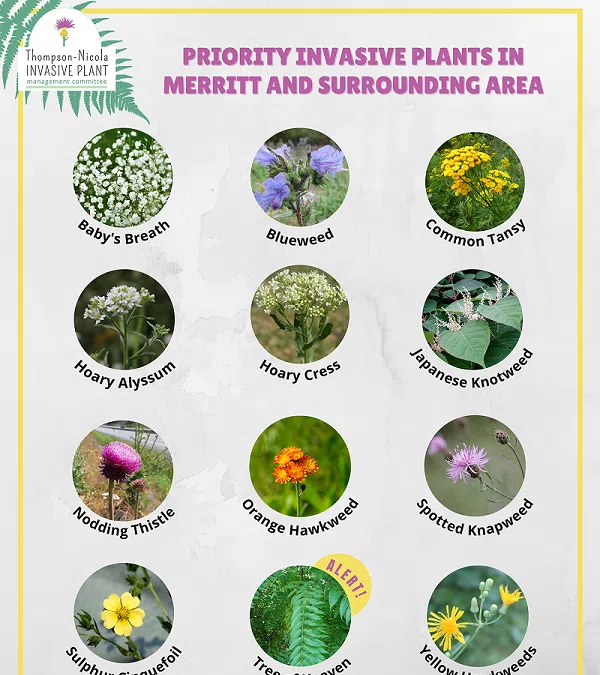 Invasive Plant Program returns to the region | Q101