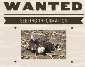 Information Sought For Killing Of Bald Eagle Near Garland | 105.3 The ...