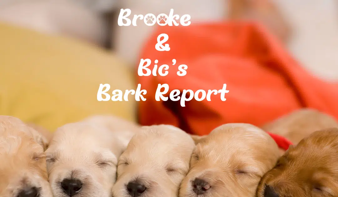 Brooke & Bic’s Bark Report | B107.3 - Lincoln's #1 At-Work Station