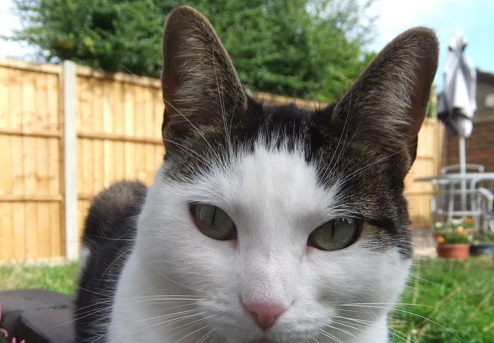 Watch cat jump rope and set world record doing it. | B107.3 - Lincoln's ...