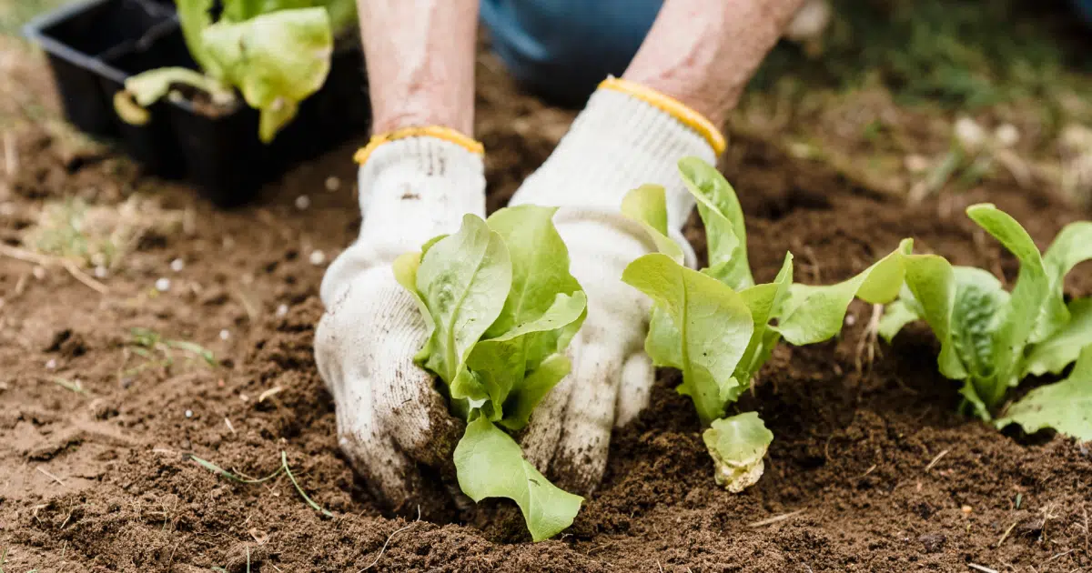 Georgetown Parks and Recreation to Celebrate Heritage Community Garden ...